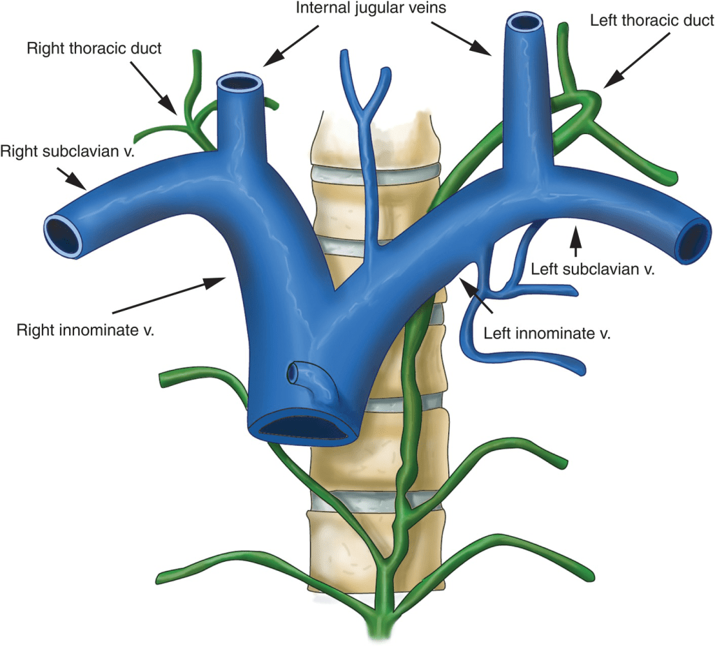 The Subclavian Line | Einstein Emergency Medicine